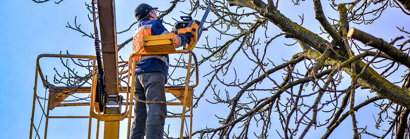 Tree Service, Tree Removal, Tree Trimming Westfield, IN | Indiana