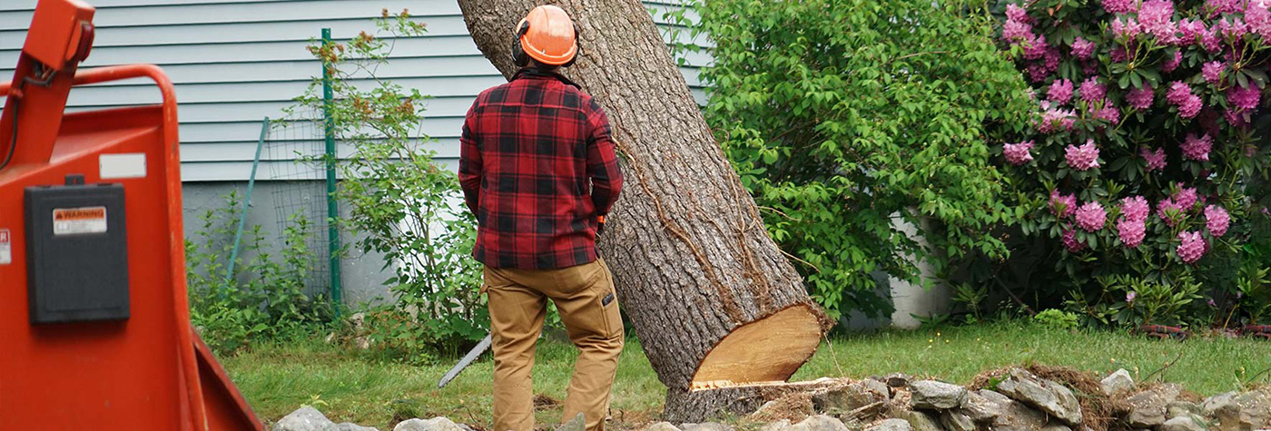 Tree Service, Tree Removal, Tree Trimming Westfield, IN | Indiana