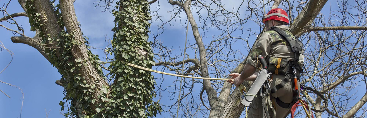 Tree Service, Tree Removal, Tree Trimming Westfield, IN | Indiana